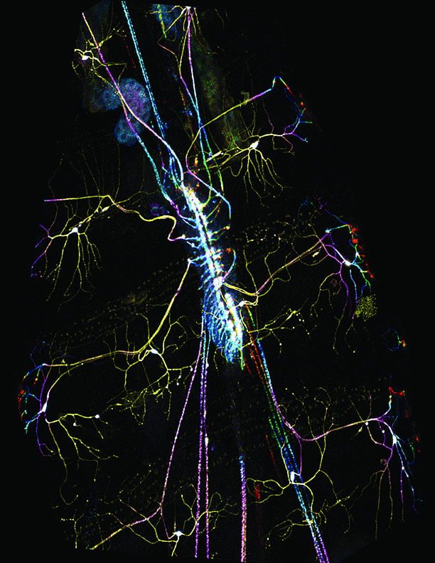 A Rainbow of Nervous Impulses | flex3.gsu.edu